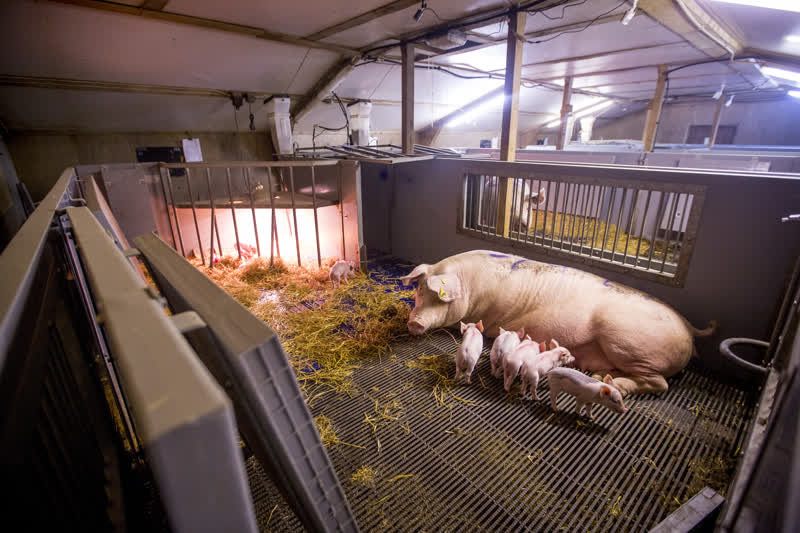 Life On A Pig Farm: Expectations vs. Factory Farming Reality