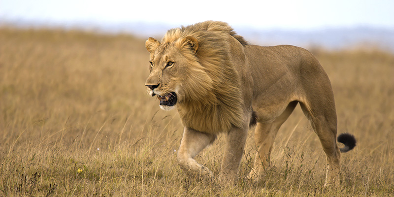 World Animal Protection is Building a Global Moment to #EndWildlifeTrade