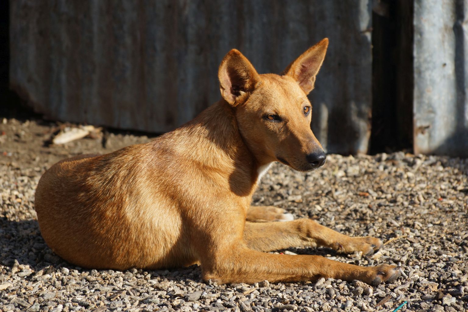 Just in time for National Dog Day, an update on Pam the Puppy