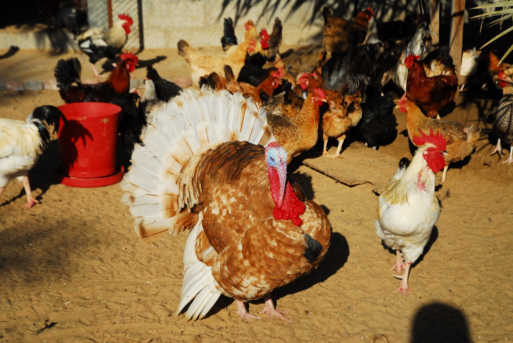 10 Facts About Turkeys: Amazing Things You Never Knew