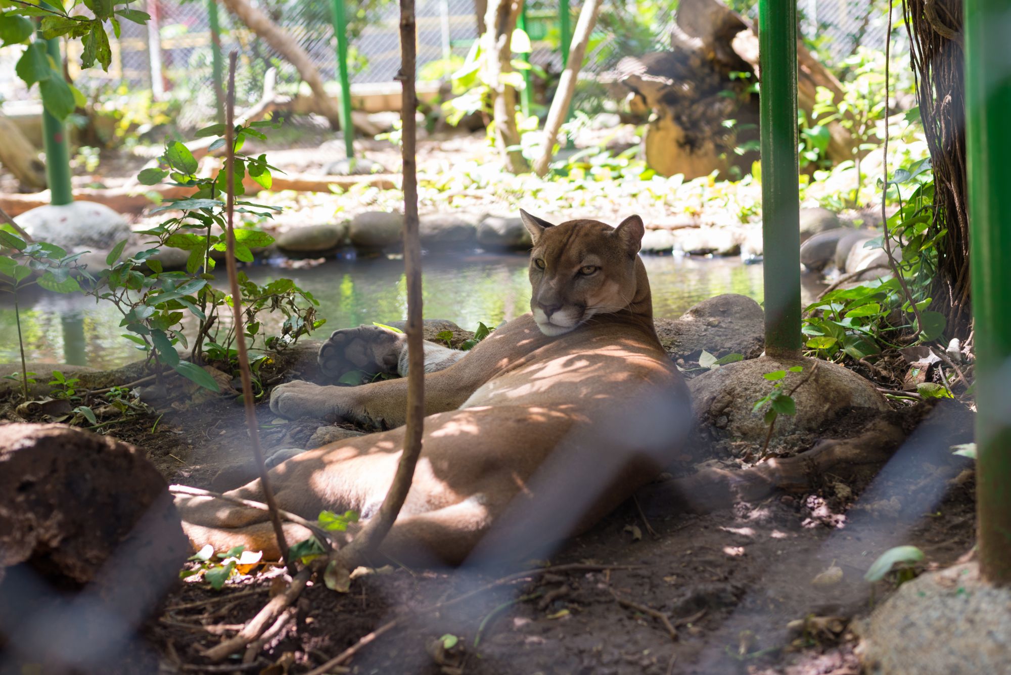 Hurricane Otto leaves crippling impact on animal sanctuary