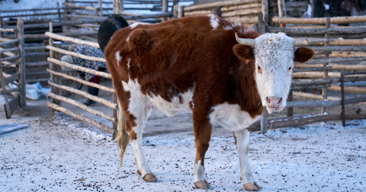 Helping nearly 350,000 cold, starving Mongolian animals with emergency aid