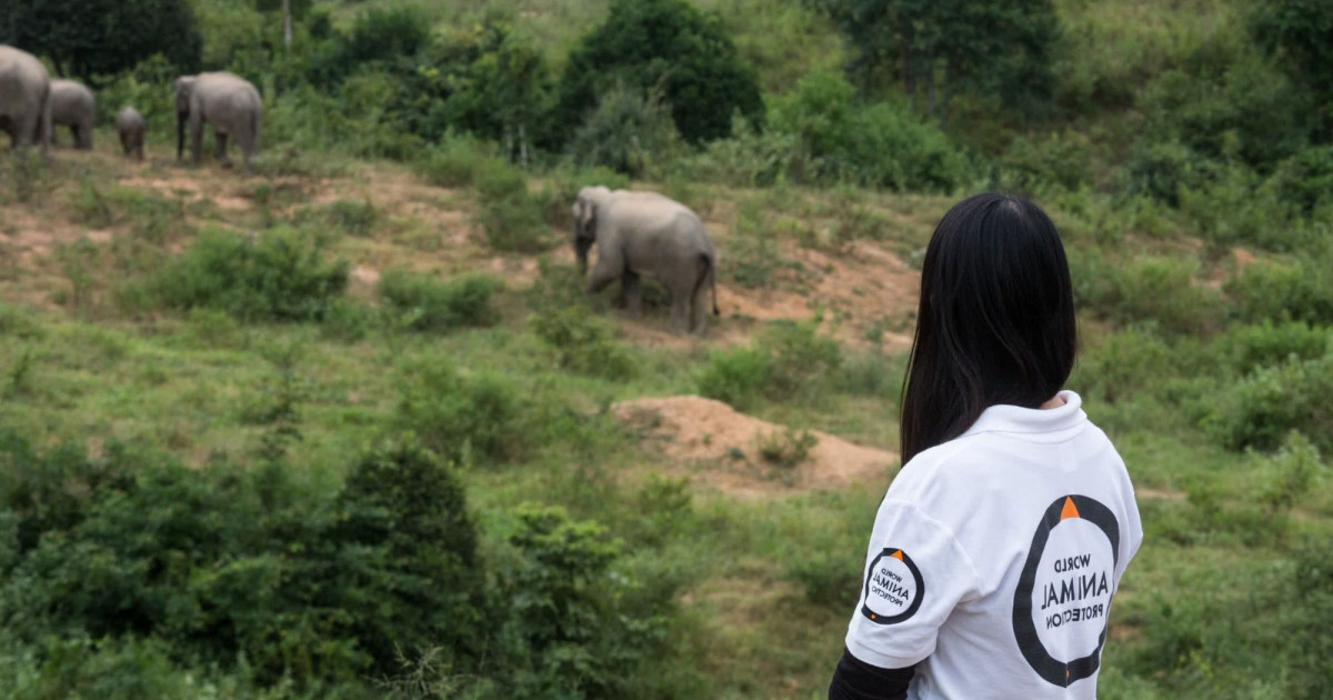5 Women Who Help Animals in Areas of Conflict