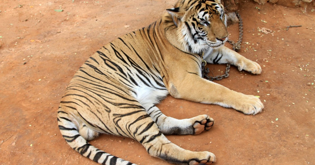 Concern grows as ‘new Tiger Temple’ takes shape and could open soon