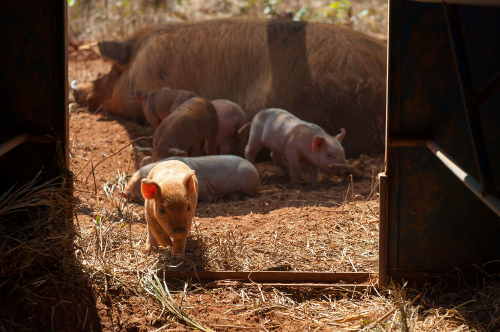 5 Amazing Animal Mothers: Dolphins, Pigs, and More!
