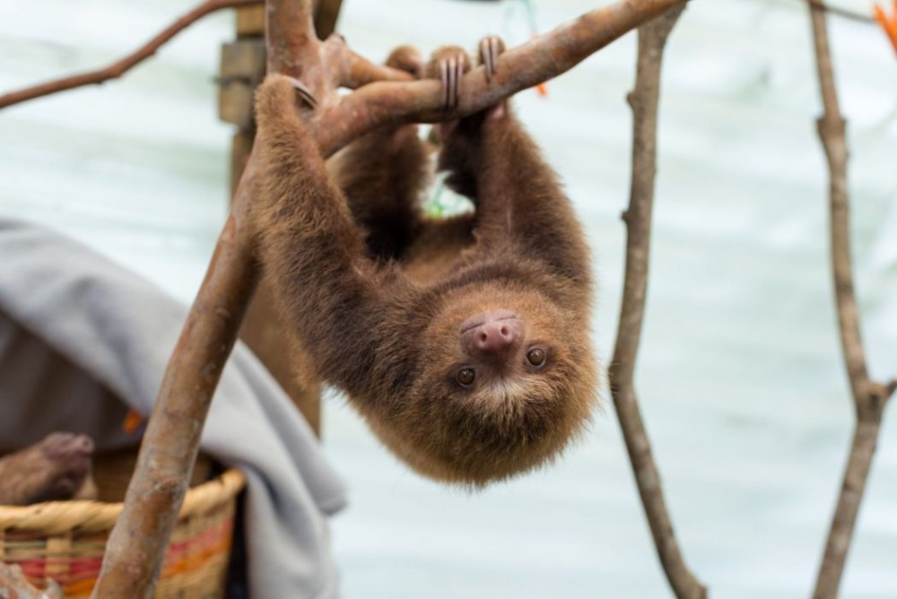 10 Facts About Sloths