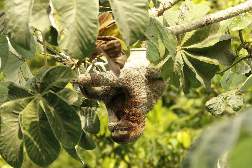 10 Facts About Sloths