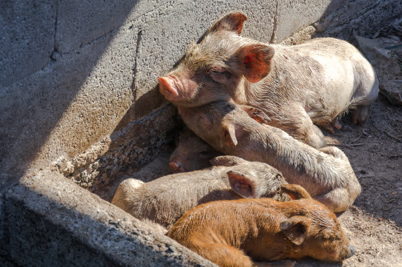 Life On A Pig Farm: Expectations vs. Factory Farming Reality