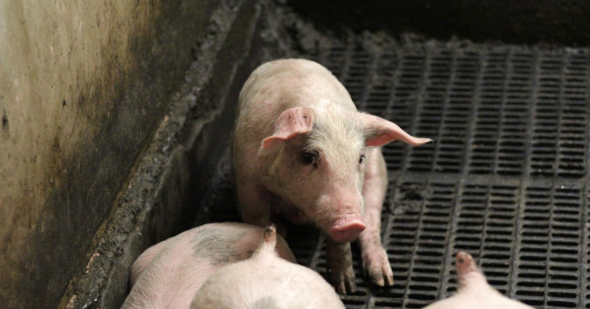 Big Business Fails Farm Animals: Amazon, Walmart, Papa John’s and More