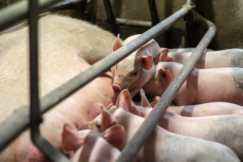 Life On A Pig Farm: Expectations vs. Factory Farming Reality