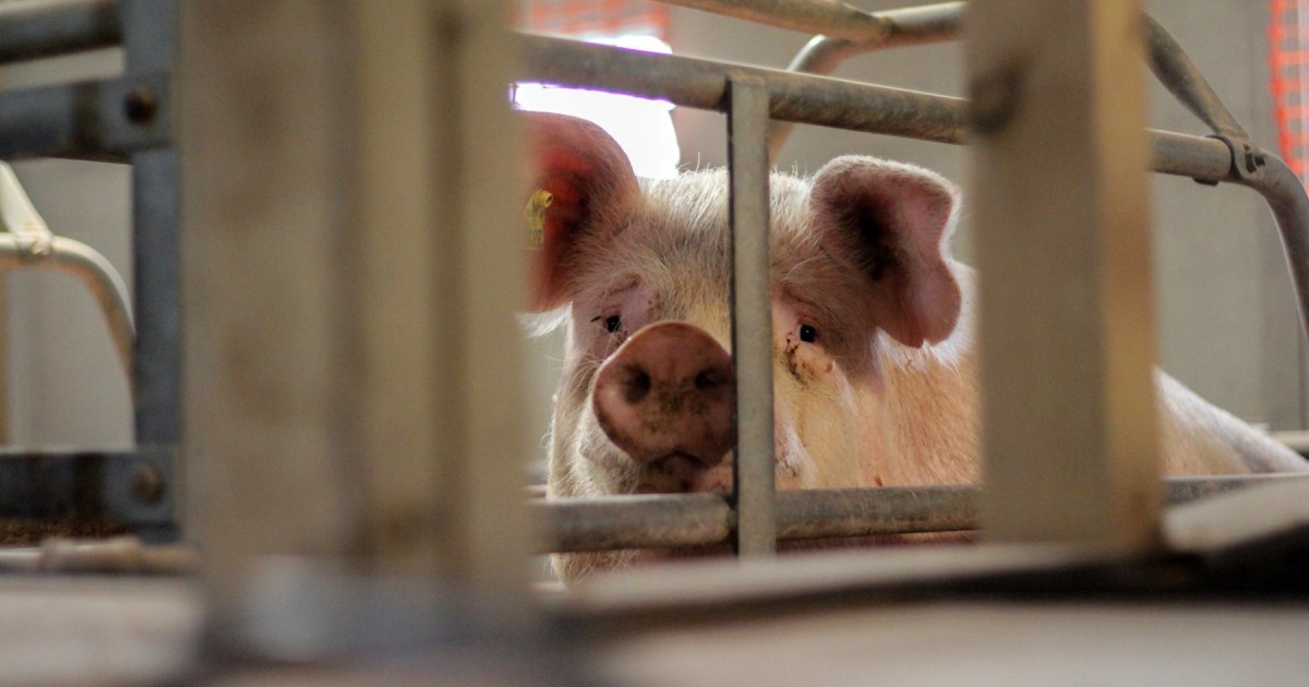 Major Companies Continuing to Fall Short on Pig Welfare Promises