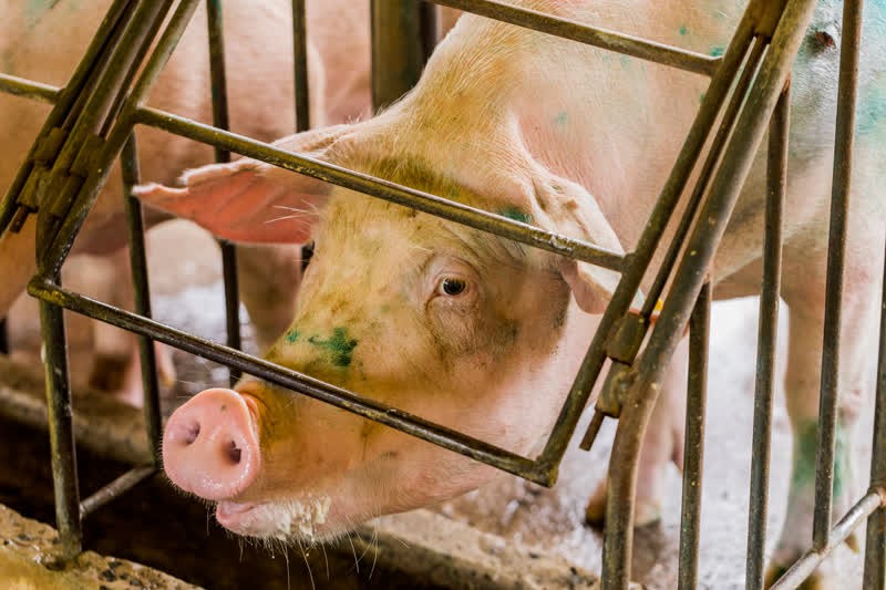 Life On A Pig Farm: Expectations vs. Factory Farming Reality