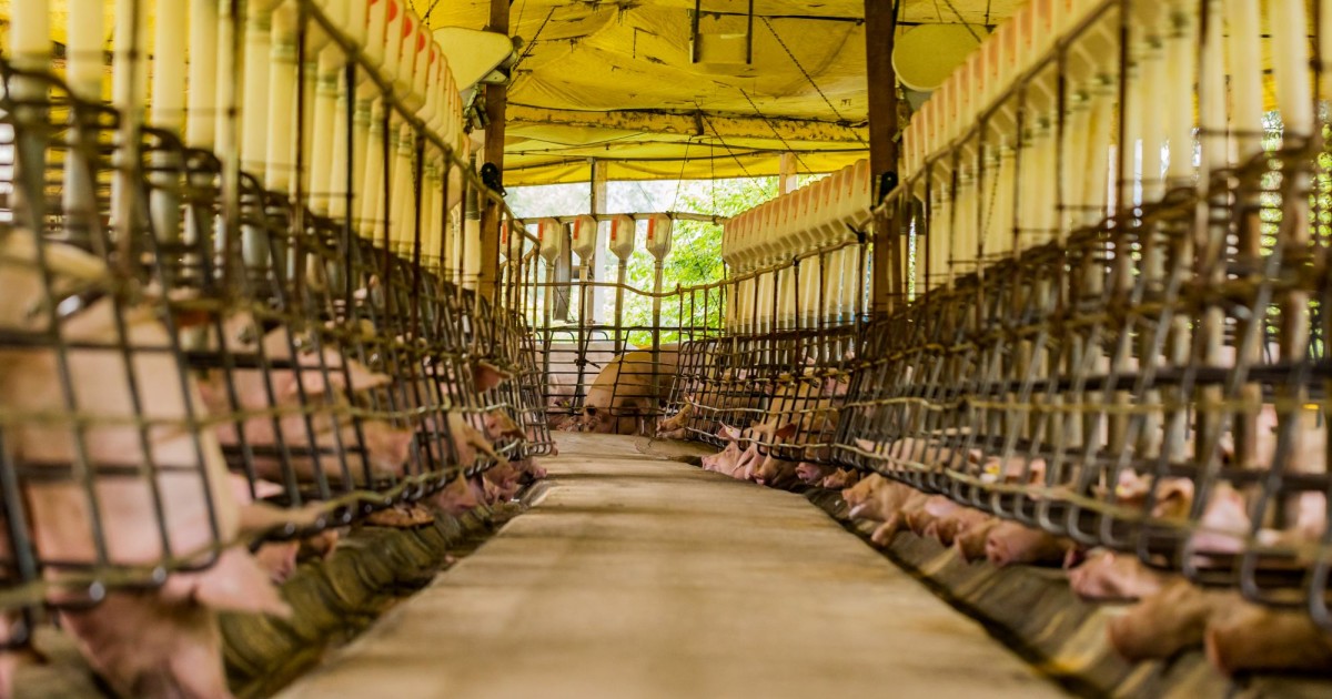 More States Prepare to Ban Crates