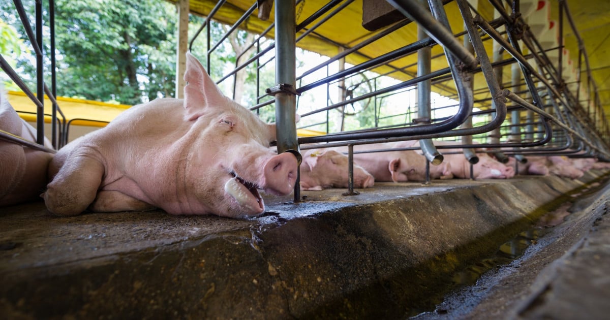 What Is Factory Farming?