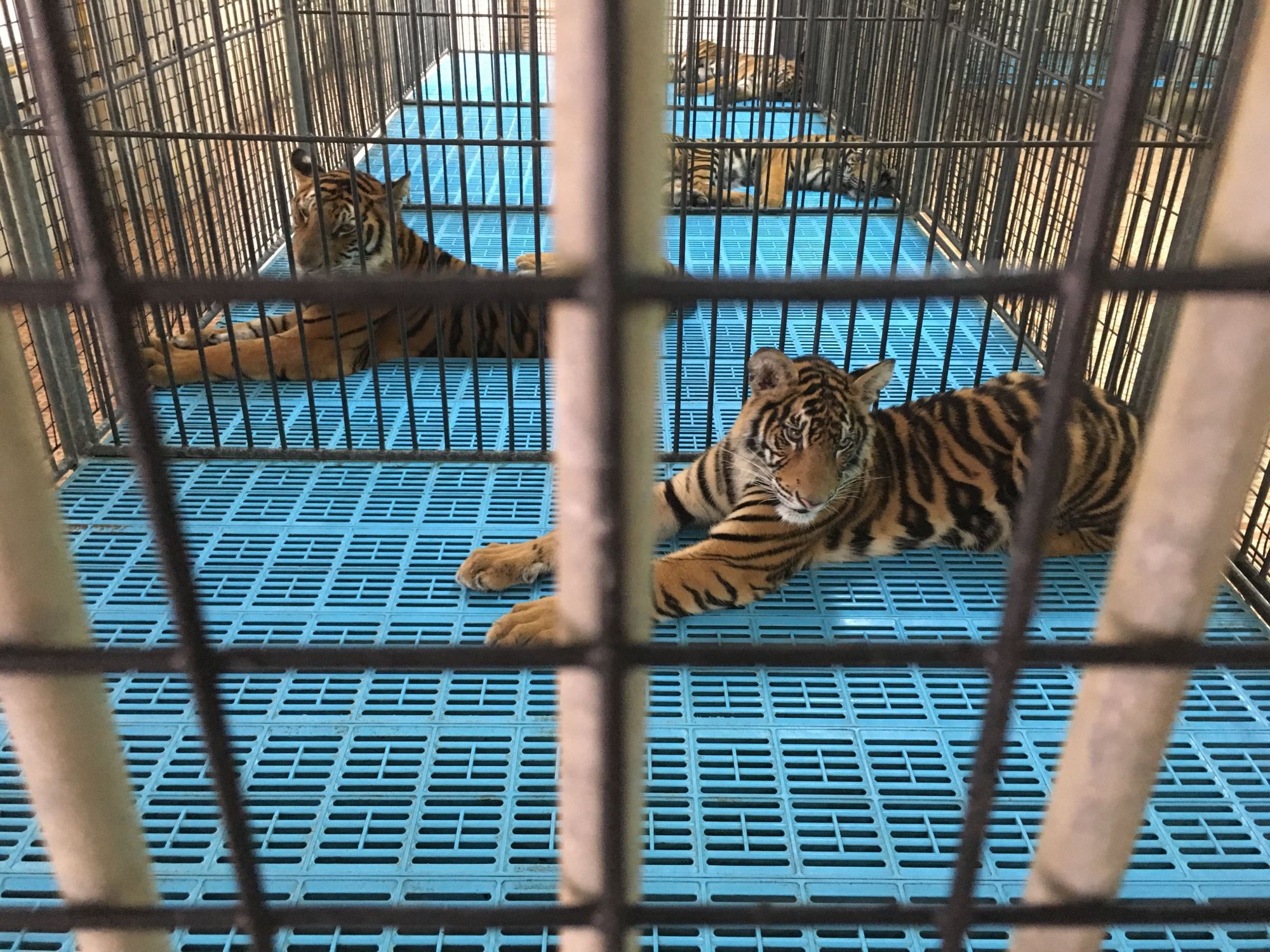 Shocking Discovery of Pet Tiger in Abandoned Home
