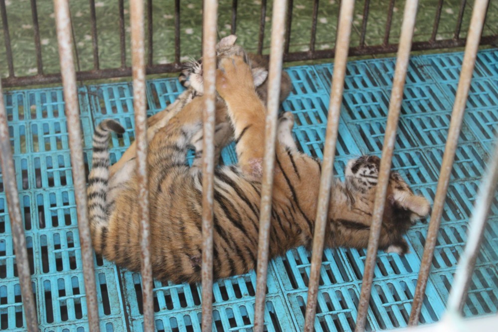 11 Facts About Tigers