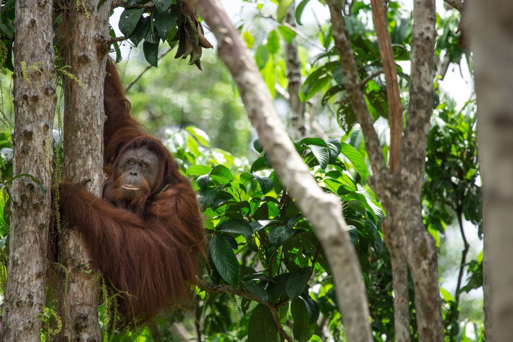 One Million Species Are At Risk of Extinction, UN Report Says