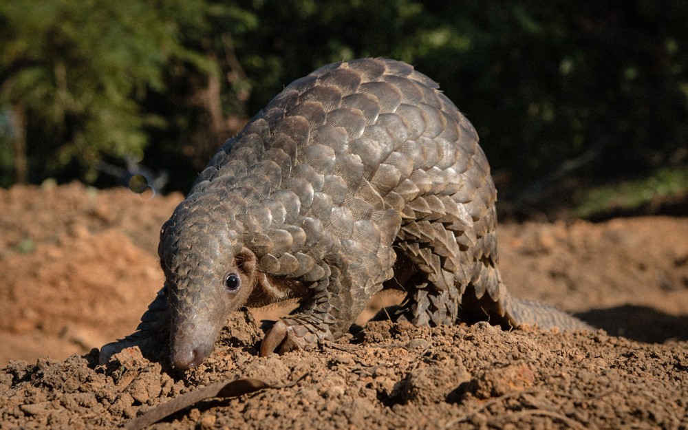 Six Solitary Animals That Have Mastered Social Distancing
