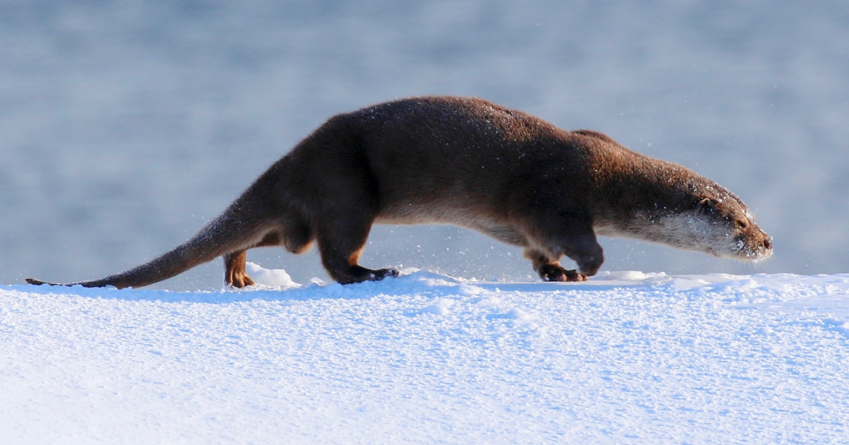 5 Otter Facts You Might Not Know