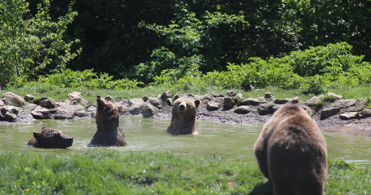 With Your Help, We Protected Over 20 Million Animals in 2019