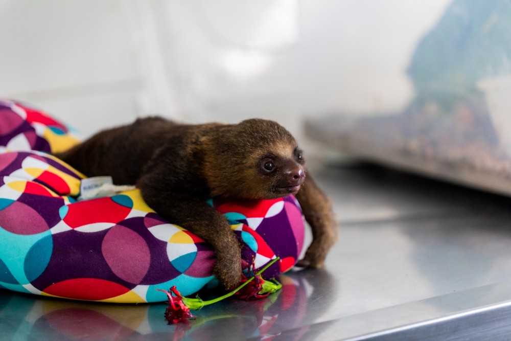 Six Solitary Animals That Have Mastered Social Distancing