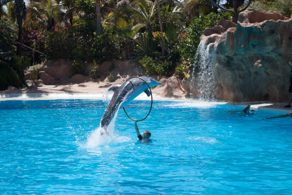 5 Ways to Save Animals on World Wildlife Day | World Animal Protection