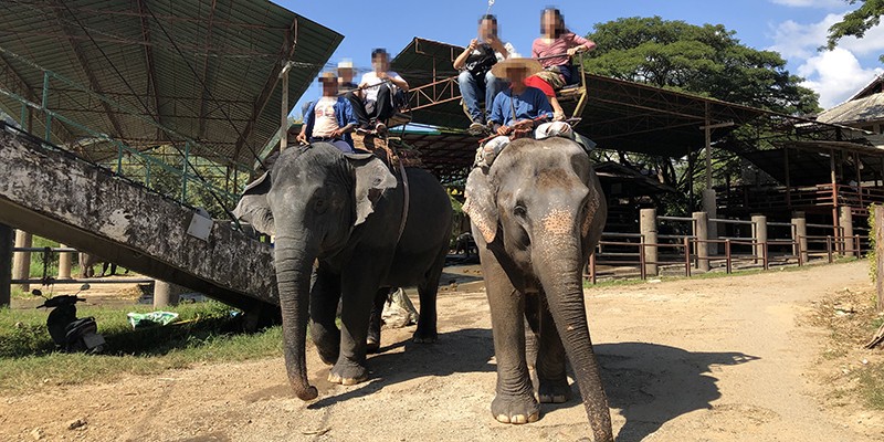 Cruel Elephant Training Process “The Crush” Exposed