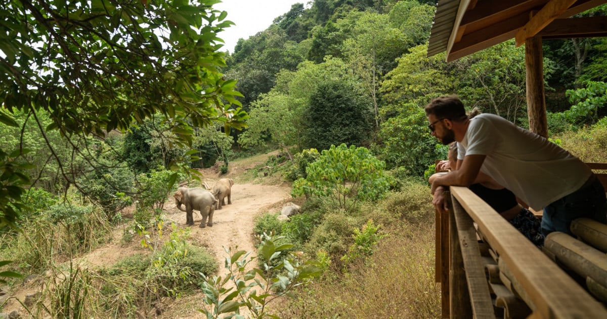 5 Things to Look Out for When Volunteering with Wild Animals