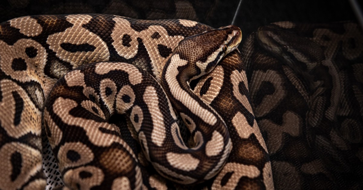 Wild Capture, Pet Expos And Our Homes: Ball Pythons Are Suffering In ...