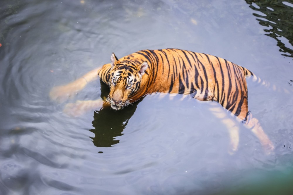 Six Solitary Animals That Have Mastered Social Distancing