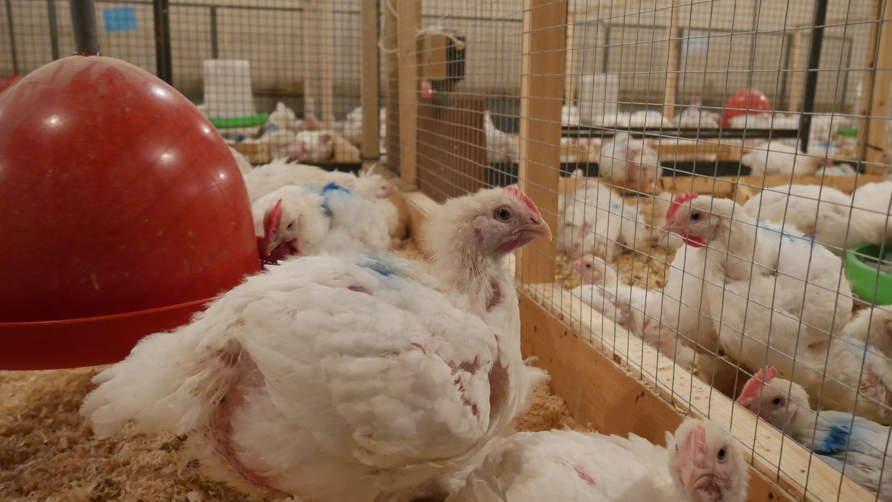 The Pecking Order 2021 Report: Fast-Food Restaurants are Failing Chickens