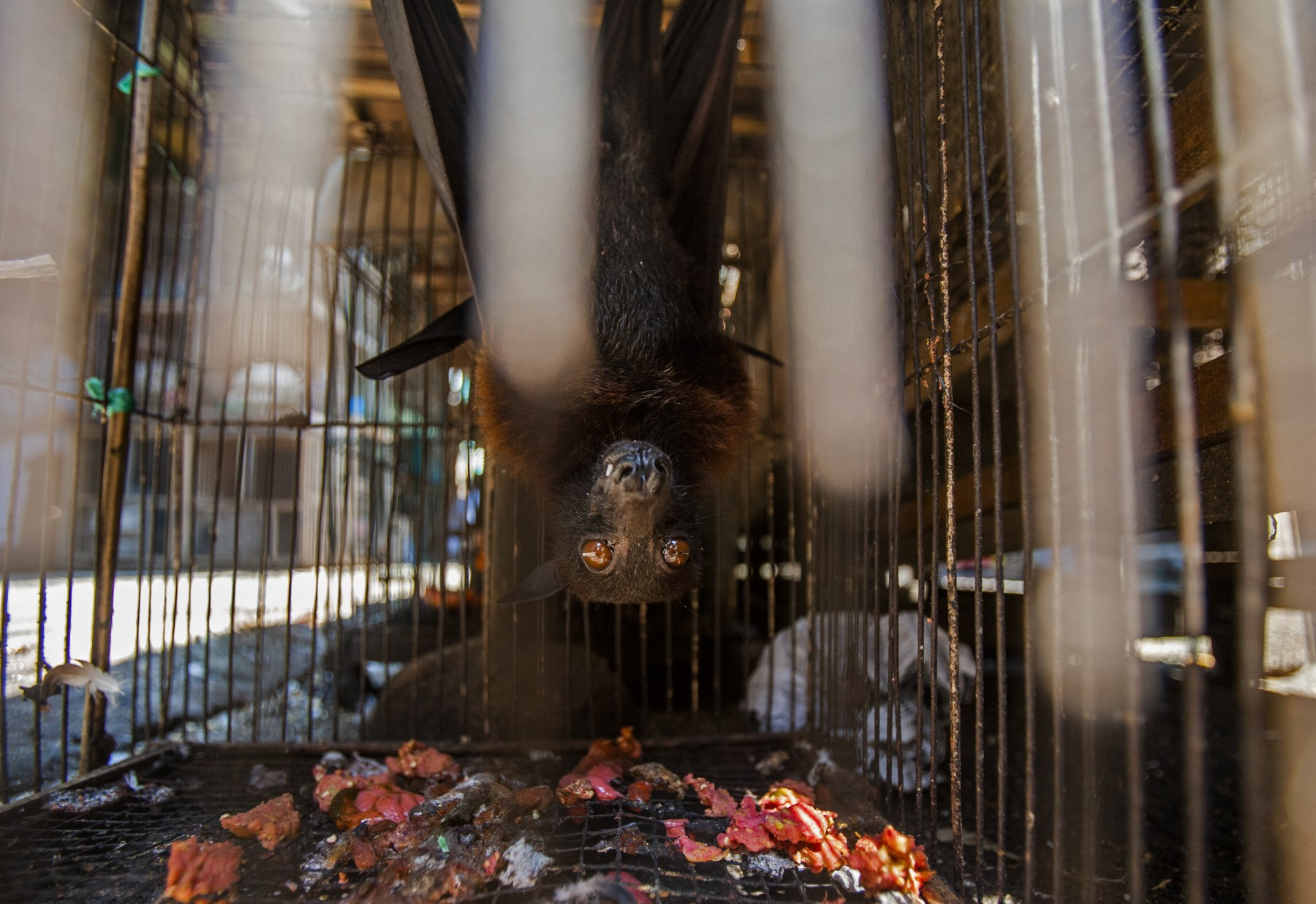 How the US Plays a Role in the Global Wildlife Trade