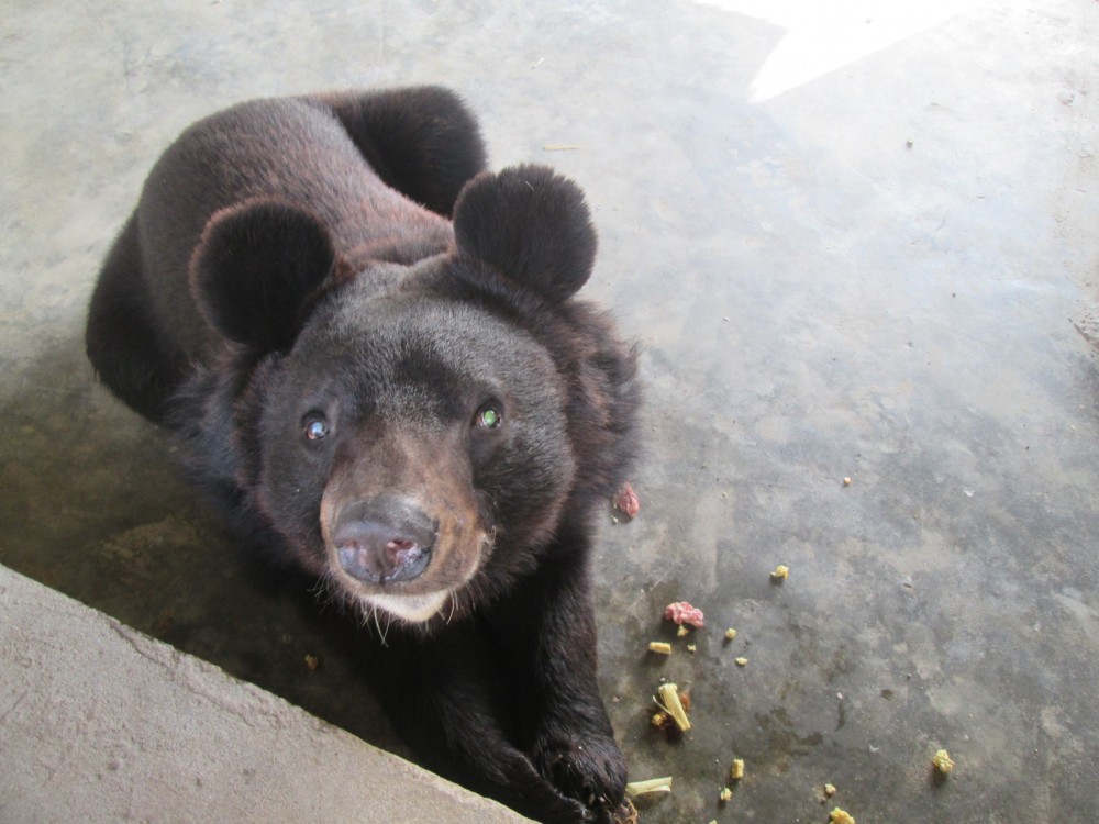 Your Impact: Three Rescued Bears Now Safe at Balkasar Bear Sanctuary