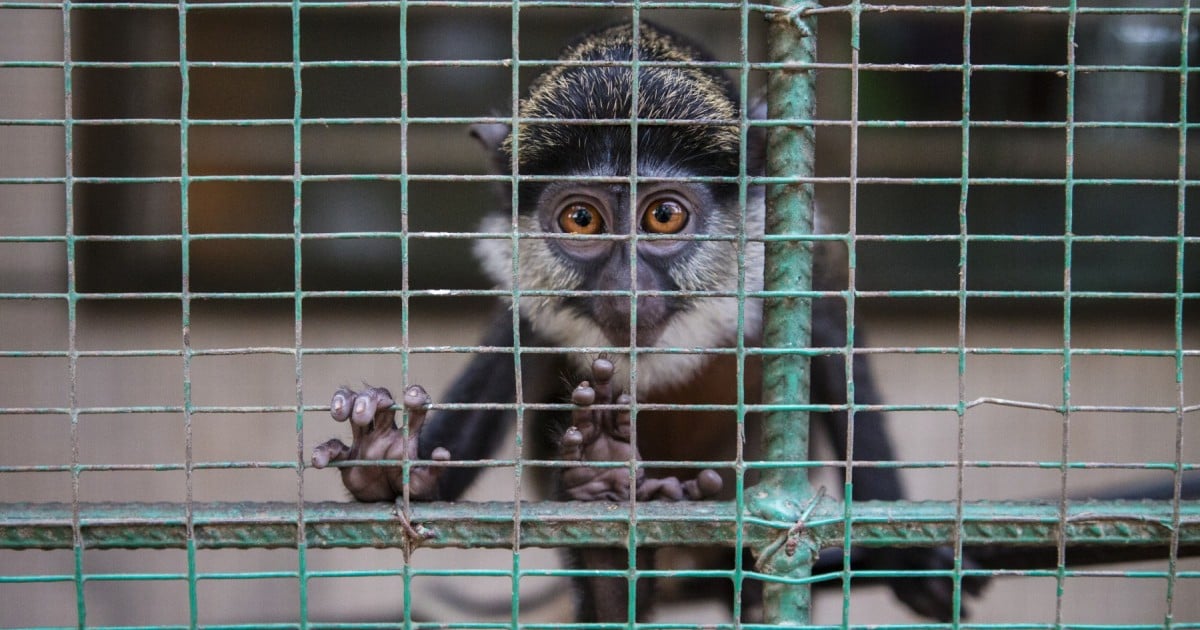 How Animal Captivity Affects Mammals’ Brains, Behavior, and Health