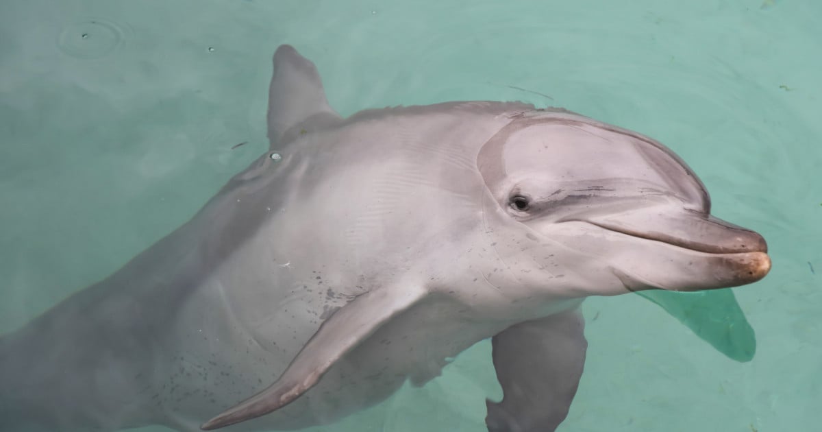 The Hidden Cruelty Behind the Show Flipper