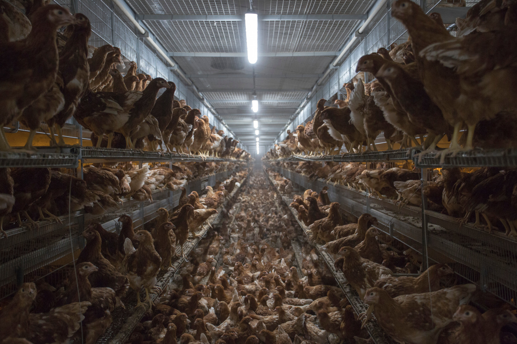 11 Facts About Chickens