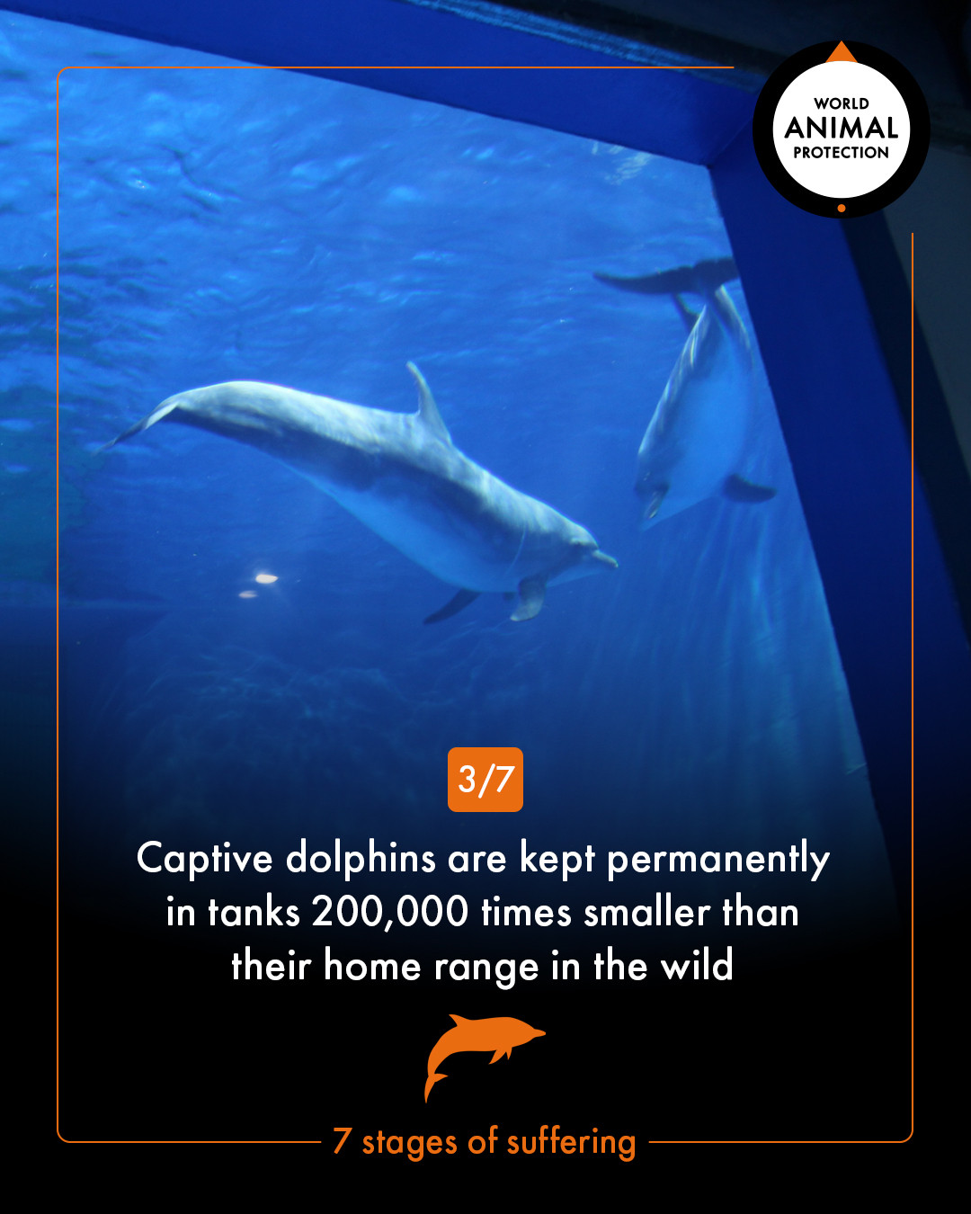 Captive Dolphins Endure Seven Stages of Suffering in their Lives