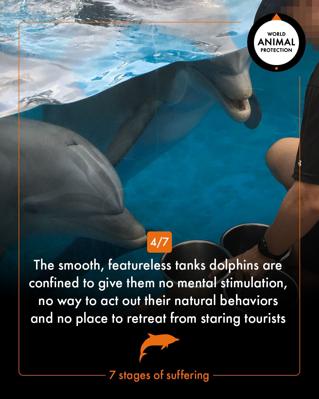 Captive Dolphins Endure Seven Stages of Suffering in their Lives