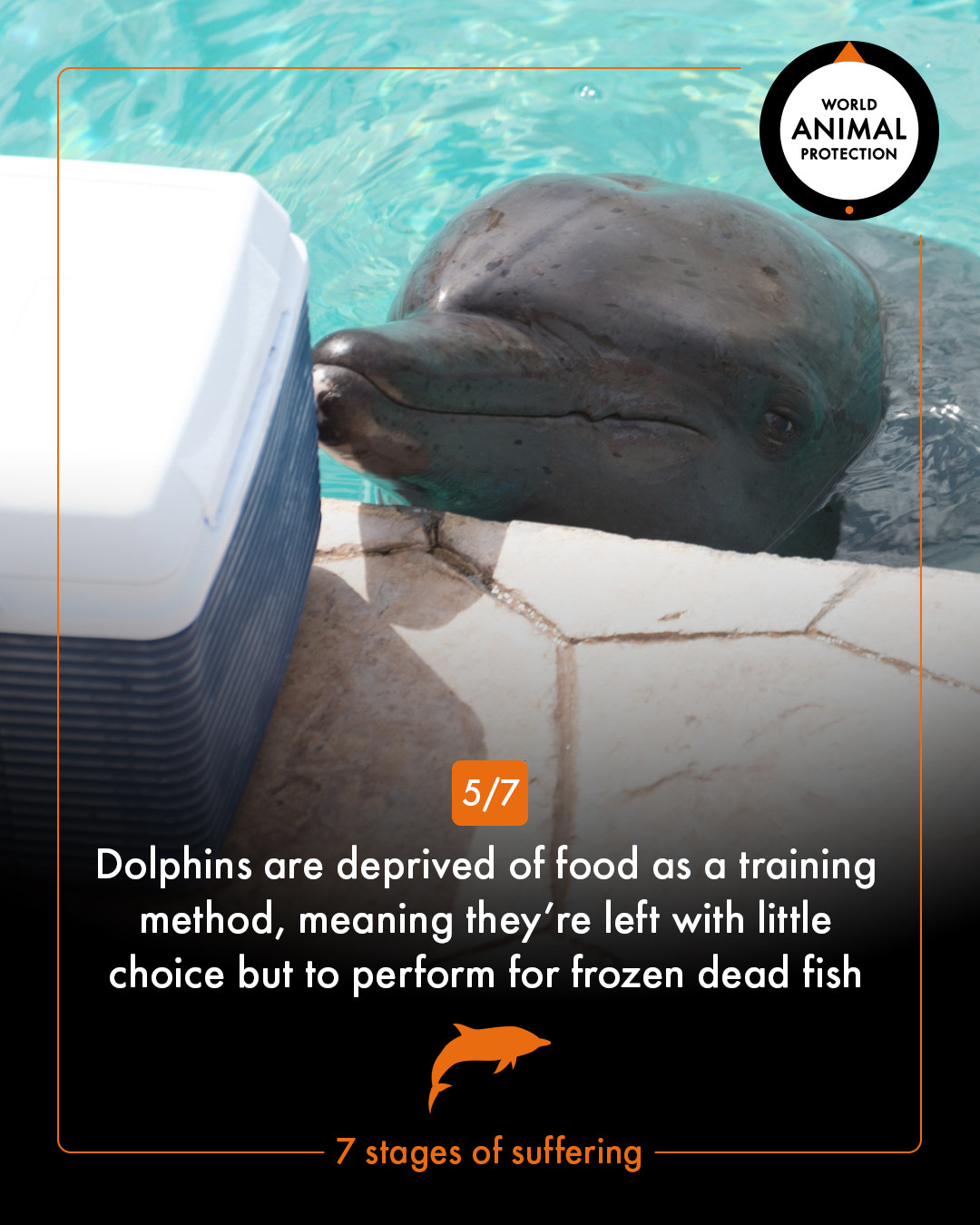 Captive Dolphins Endure Seven Stages of Suffering in their Lives