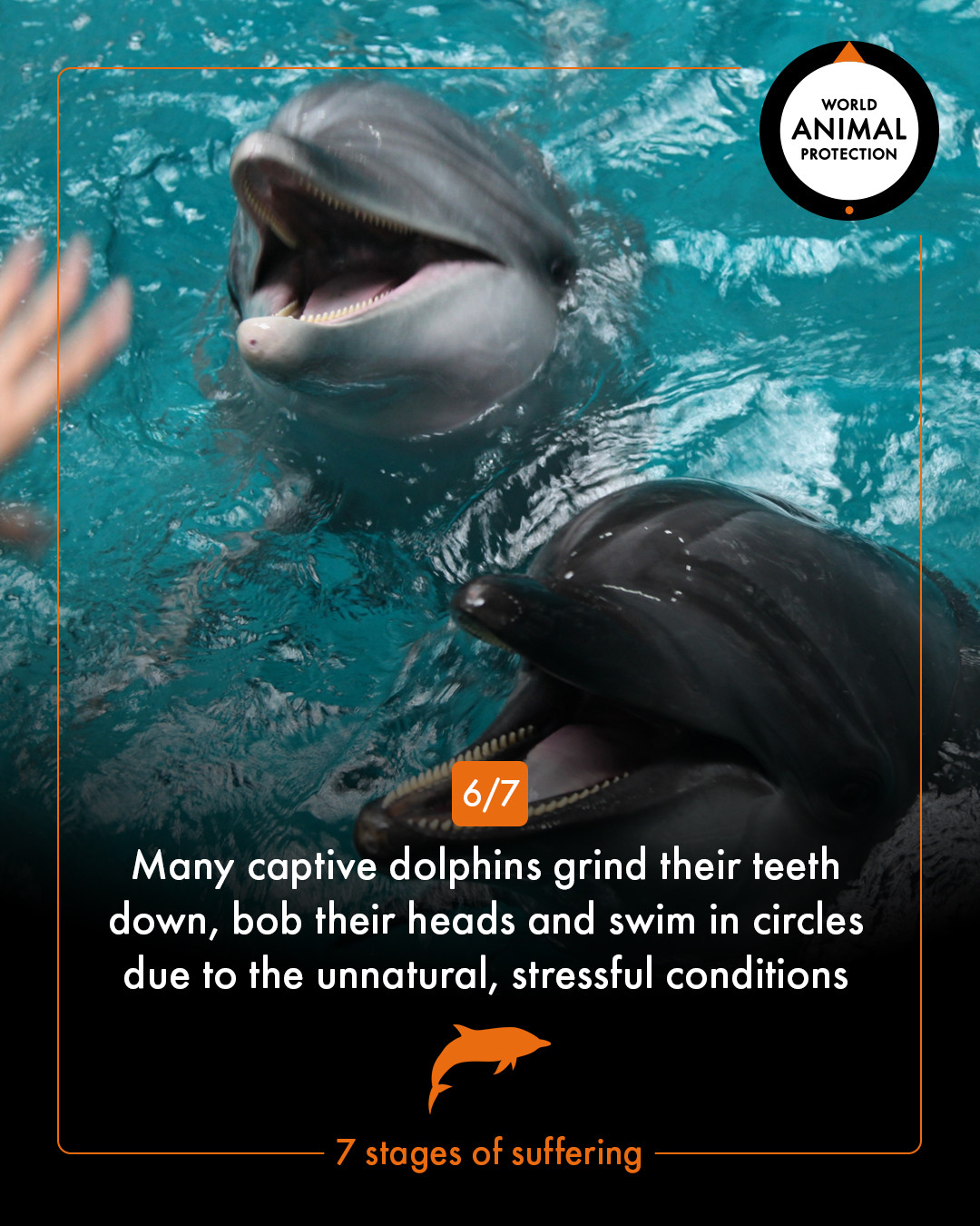 Dolphins in Captivity Endure Seven Stages of Suffering in Their Tragic ...