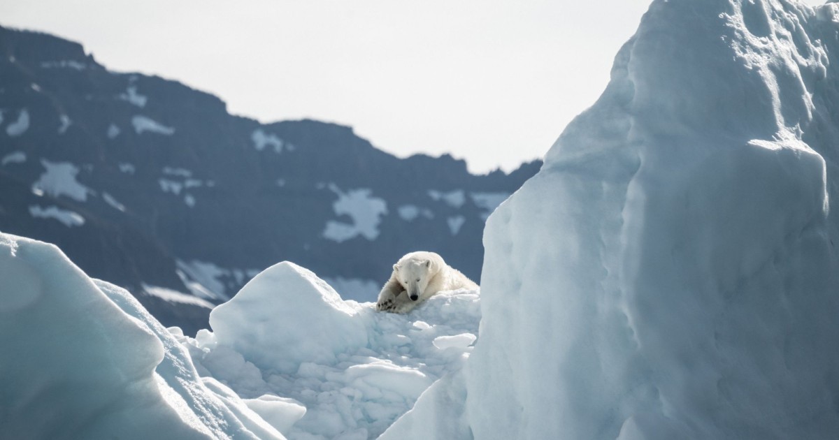 3 Iconic Animals We May Soon Lose to Climate Change