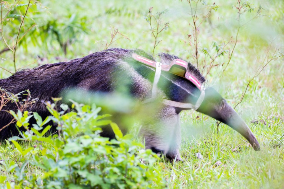 Anteaters Cecília and Darlan Are Released Back Into the Wild
