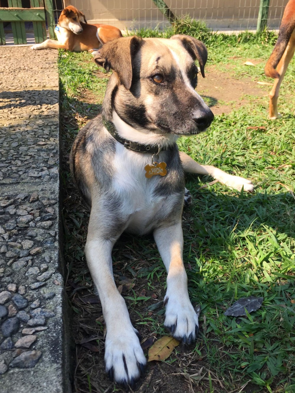 Meet the rescue dogs of Rio
