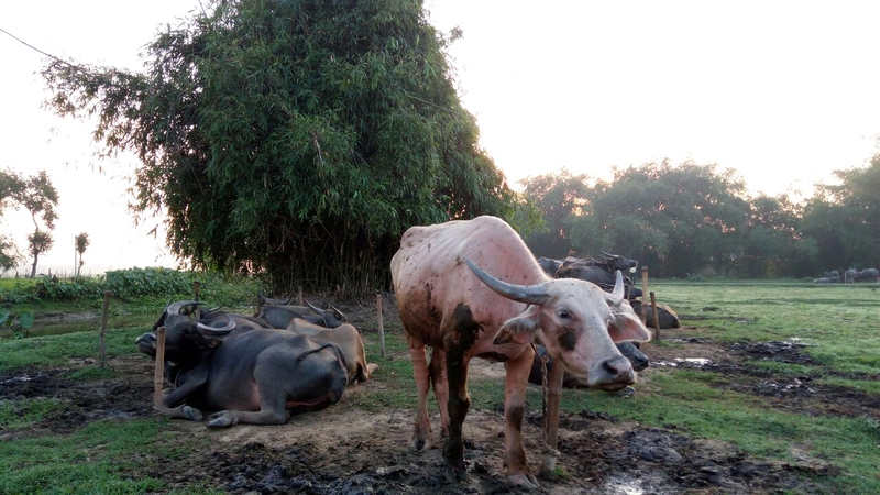 Animals in India recovering from floods