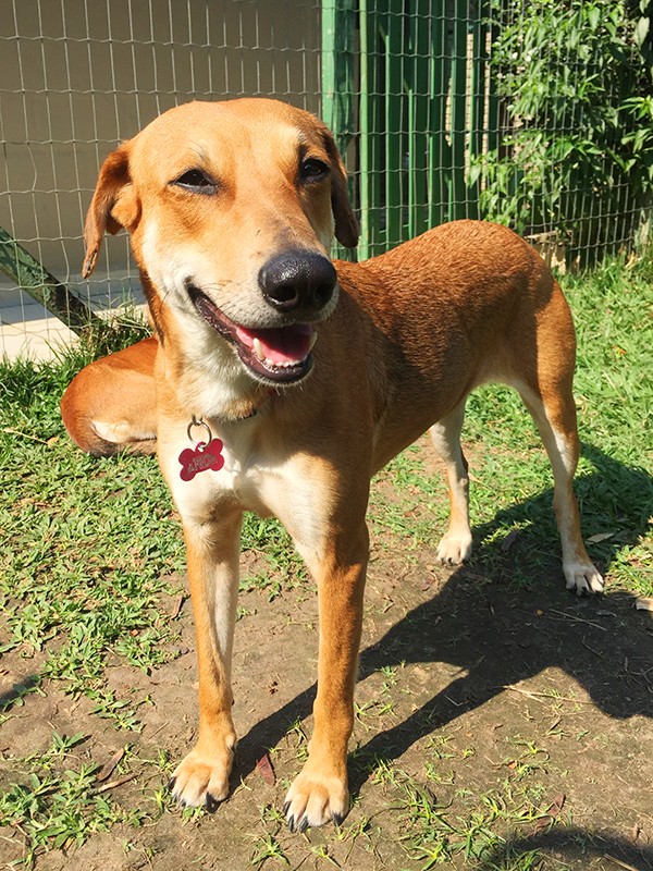Meet the rescue dogs of Rio