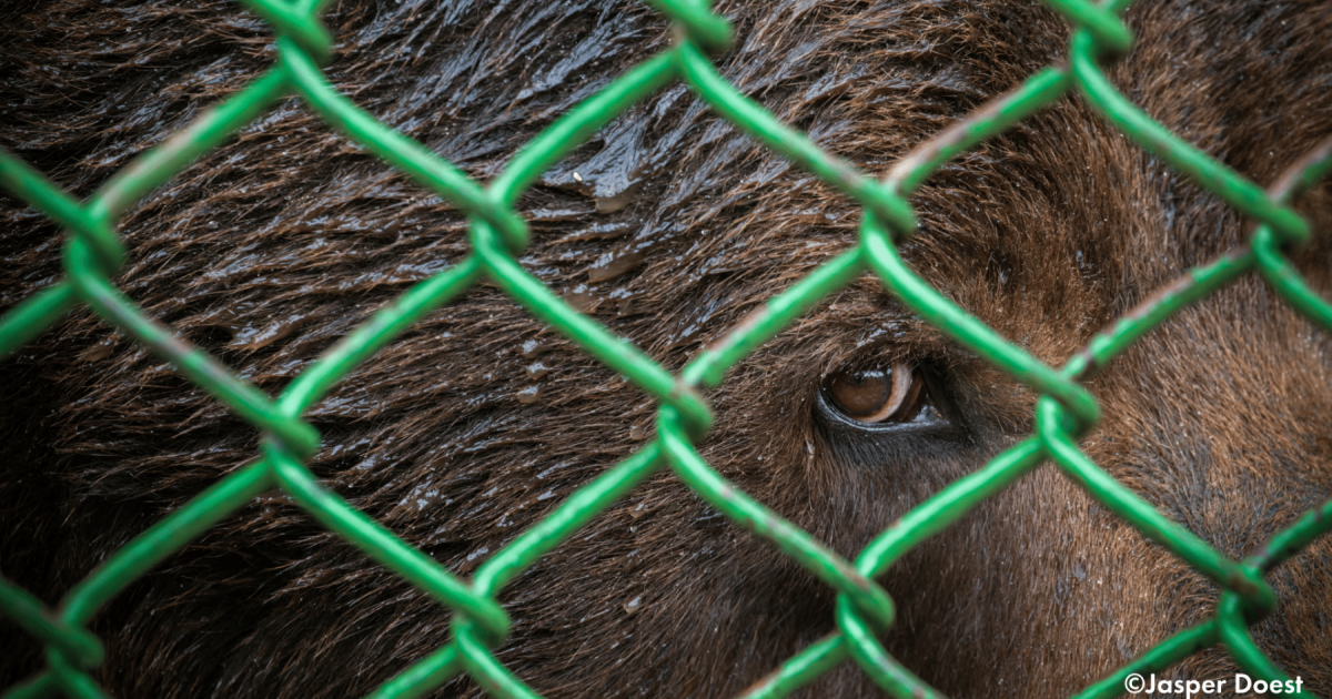 Trapped for 23 Years in a Cage: Fighting for Baloo’s Freedom