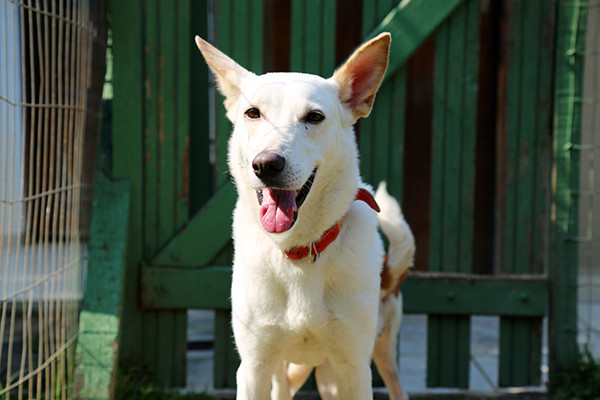Meet the rescue dogs of Rio