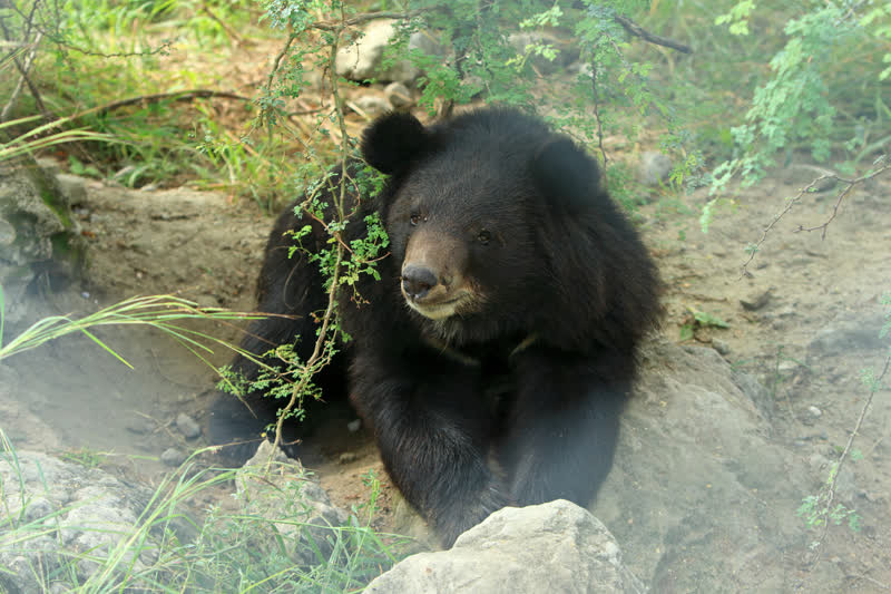 Pakistan Sanctuary Extension to Help Free all Remaining Captive Bears