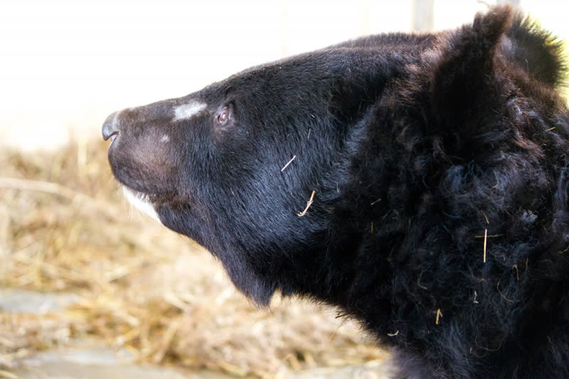 Pakistan bear sanctuary will be extended
