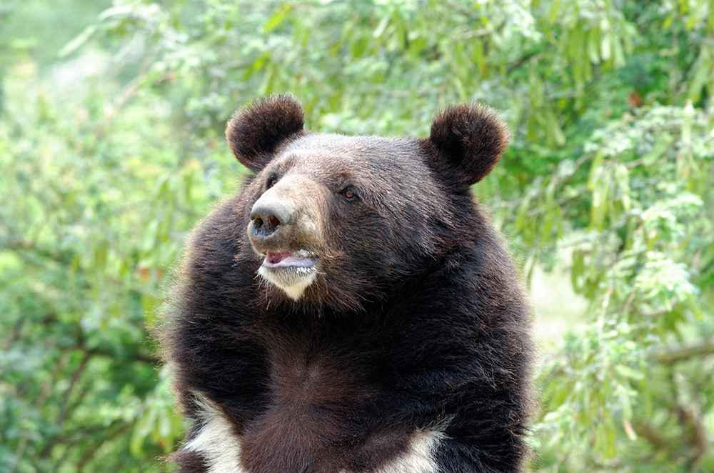 Pakistan bear sanctuary will be extended